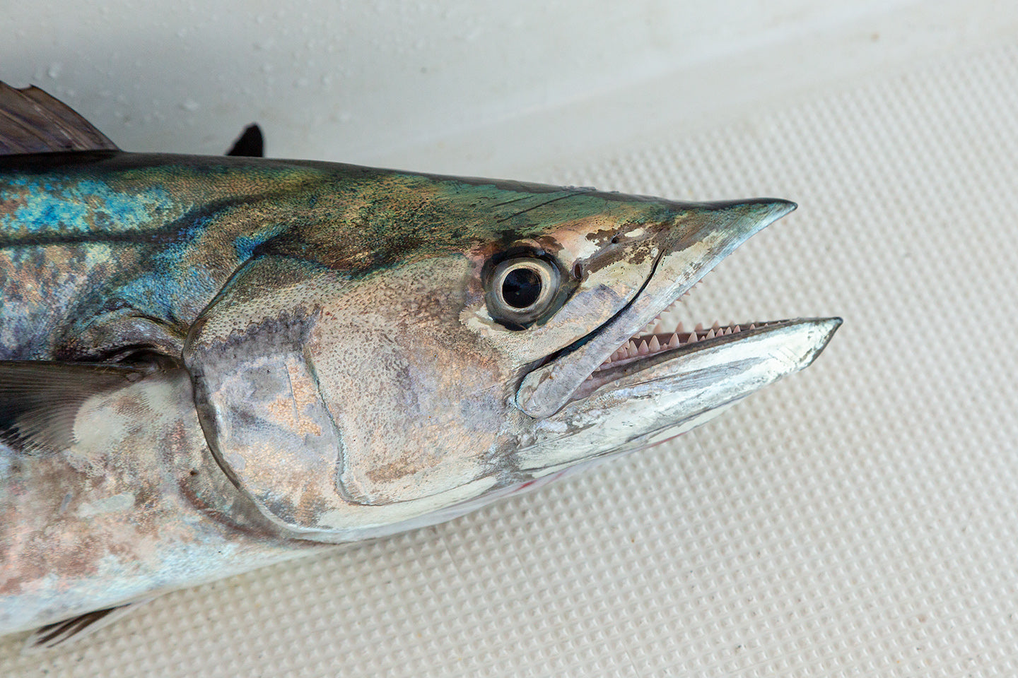 What Kind of Fish is Ono (Wahoo)? | What is Ono Fish?